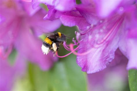 Bumblebee Bee Insect Free Photo On Pixabay