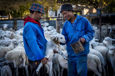 Qué Hacemos Omsa Organización Mundial De Sanidad Animal