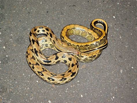 台灣蛇類 Snakes Of Taiwan Elaphe Taeniura Friesi 黑 眉錦蛇