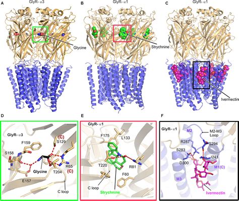 Frontiers Structure Function Relationships Of Glycine And Gabaa