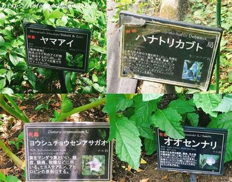 入園無料東京薬科大学薬用植物園駐車場はある