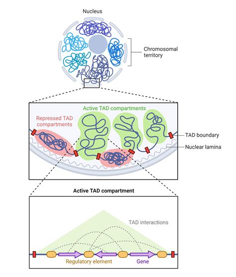 Chromosome Organization In Nucleus Tads Biorender Science Templates