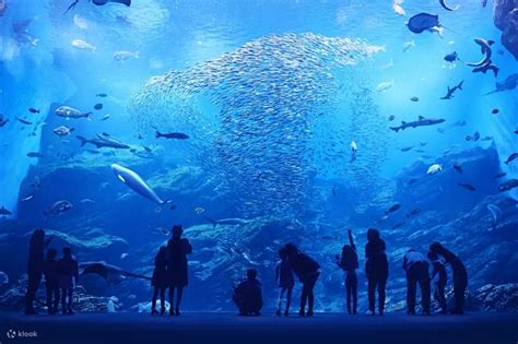 E4 Bb 99 E5 8f B0 E6 B5 B7 E6 B4 8b E6 A3 Ae E6 9e 97 E6 B0 B4 E6 97 8f E9 A6 86 E9 97 A8 E7 A5 A8