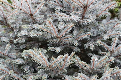 ვარდები And მარადმწვანე დეკორატიული მცენარეები ქუთაისში 🌲 ვერცხლისფერი ნაძვი 30 სმ 40 ლარი 💙