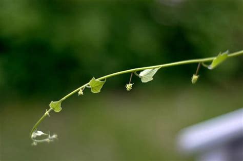 Xgboost For Regression