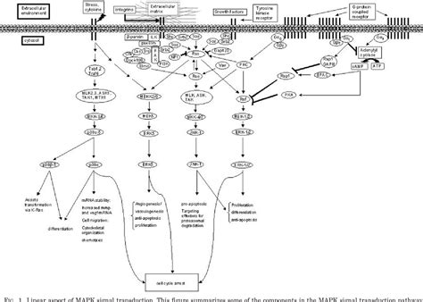 Figure 1 From Mitogen Activated Protein Map Kinase Map Kinase Phosphatase Regulation Roles In