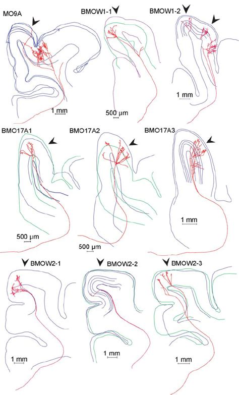 Computed Aided 3 D Reconstructions Of Individual Labeled Callosal Axons Download Scientific