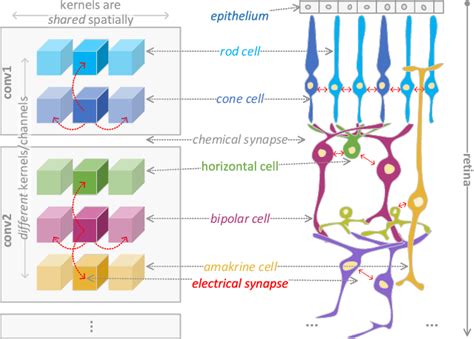 Figure 3 From Convolution Of Convolution Let Kernels Spatially Collaborate Semantic Scholar