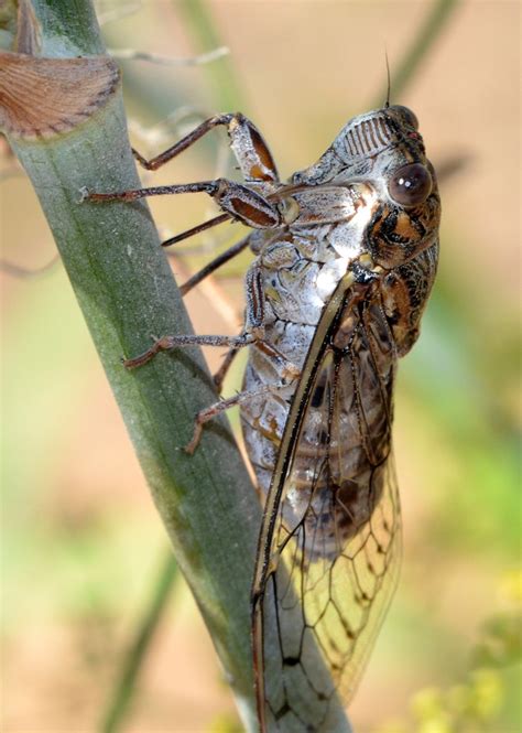 Cicada Orni On Fennel Foeniculum Hal Far Malta Stuart Cole Flickr