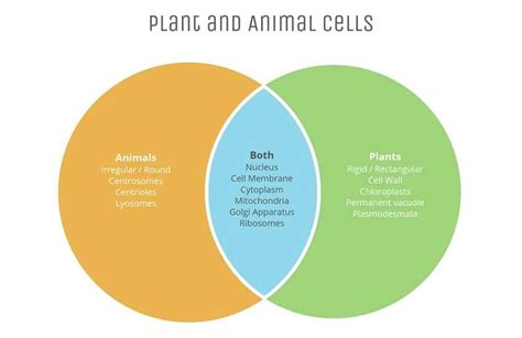Get Inspired With 10 3 Set Venn Diagram Examples