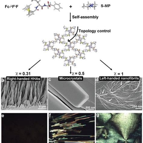 A Schematic Illustration Showing The Topological Defect‐induced Phase
