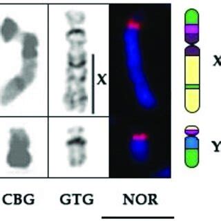 Differential Staining Of Sex Chromosomes X Y Of Javan Mouse Deer Download Scientific