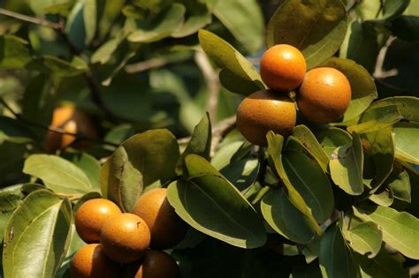 Strychnine Tree
