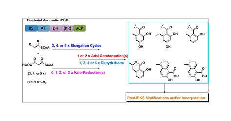 Aromatic Polyketides Produced By Bacterial Iterative Type I Polyketide Synthases Acs Catalysis