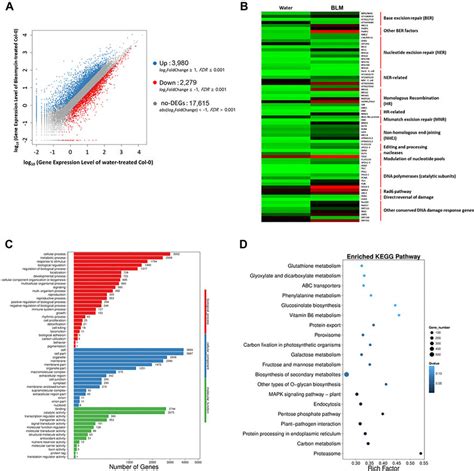 Rna Sequencing Analysis Of Water And Bleomycin Blm Treated Col 0 A