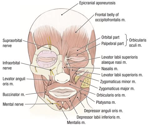 Head And Neck 1 Face Scalp Infratemporal Fossa Pterygopalatine Fossa