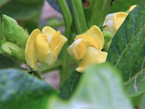 アズキ小豆の花と ヤブツルアズキ藪蔓小豆 無名子のよしなしごと