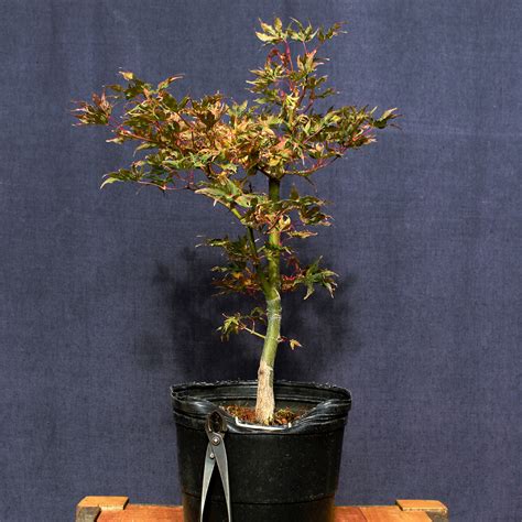 Ukigumo Japanese Maple Bonsai At Ninfa Brown Blog