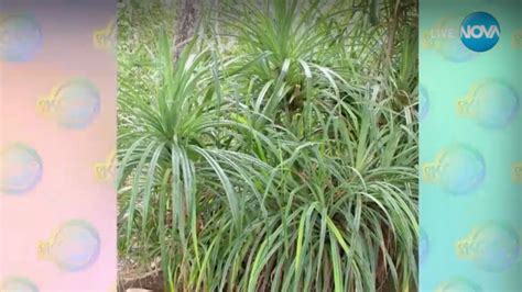 Растение разкрива къде има диамантени находища Nova