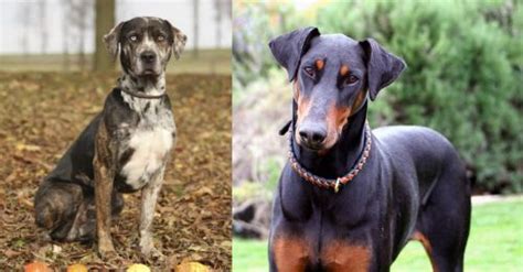 Catahoula Leopard Vs Doberman Pinscher Breed Comparison