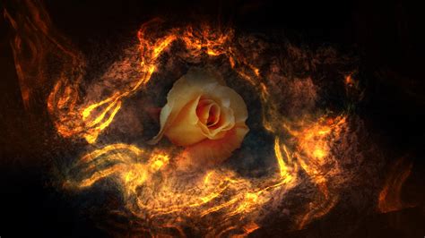 Rose On Fire Wallpapers Top Free Rose On Fire Backgrounds