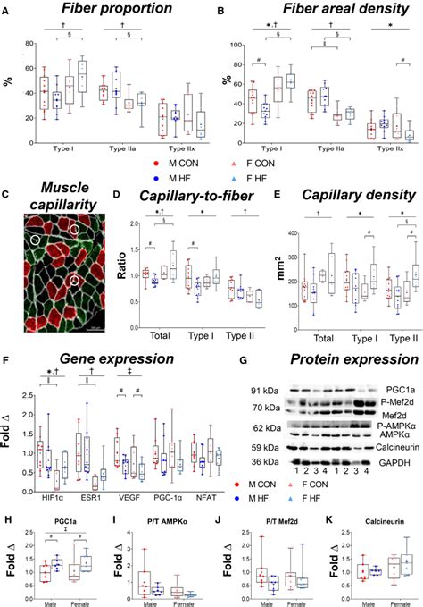 Sex Differences In Skeletal Muscle Pathology In Patients With Heart Failure And Reduced Ejection