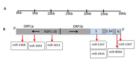 Sars Cov 2 Polycistronic Genome A The Genome Of Sars Cov 2 Organized Download Scientific