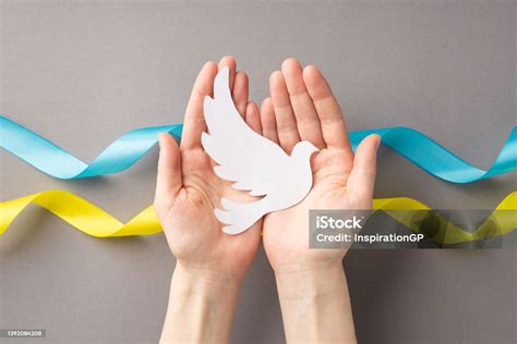 우크라이나 개념에서 전쟁을 중지하십시오 회색 배경에 국기 위에 손바닥에 흰색 비둘기 실루엣을 들고 있는 여성의 손이 맨 위 머리 위 모습 사진 2022년 러시아의 우크라이나