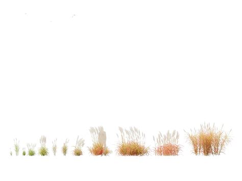 Miscanthus Purpurascens Flame Flippednormals