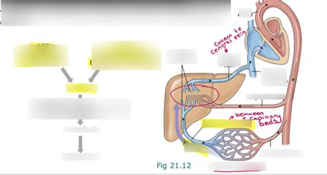 Biol 373 Unit 6 Hepatic Portal System Diagram Quizlet