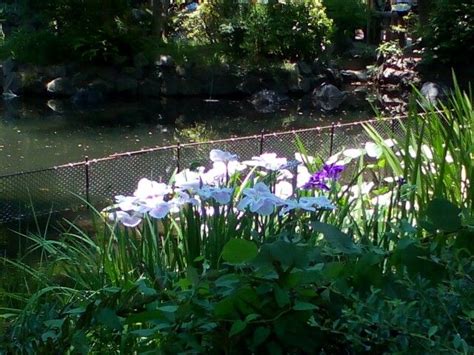 Pin By An Koro On My Photo Plants Garden Photo