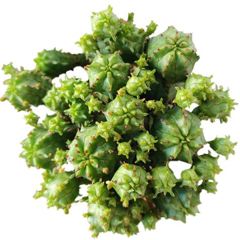 Euphorbia Monstrose Cactus Euphorbia Submammillaris Rare Drought