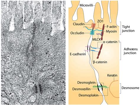 Cell Biology Of Tight Junction Structure And Function Turner Lab