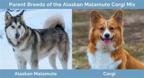 Alaskan Malamute Corgi Mix Care Pictures Traits And More Hepper Pet