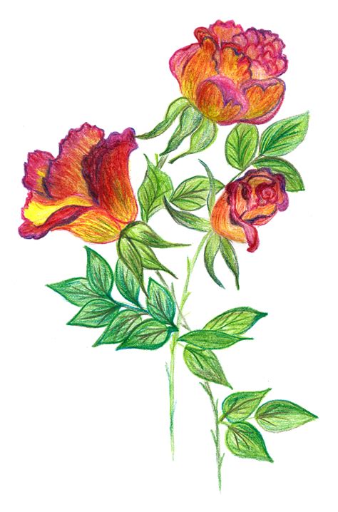 Flowers Drawing