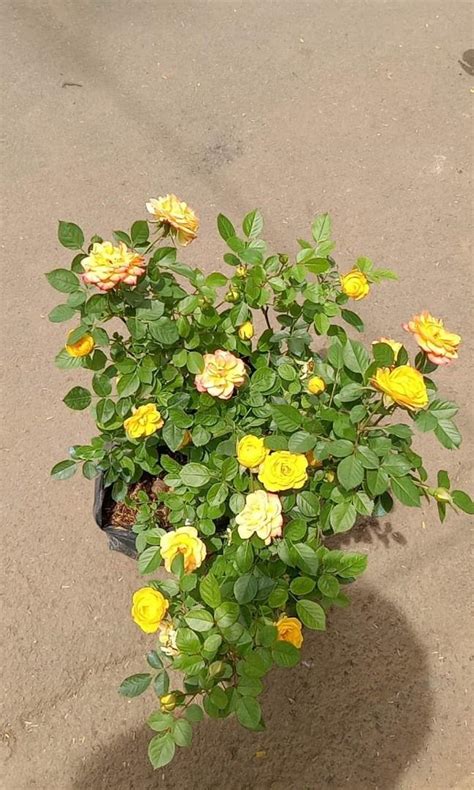 Pitimini Rose Furniture And Home Living Gardening Plants And Seeds On