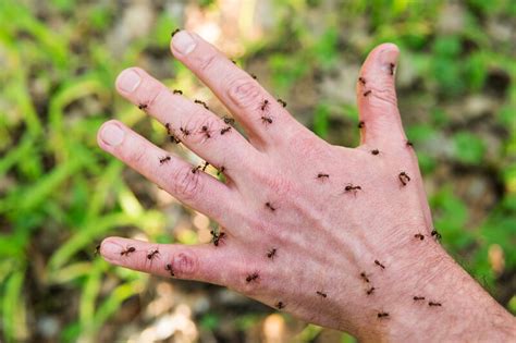 Bug Under Skin