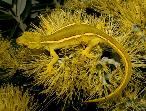 Elegant Gecko Naultinus Elegans • Rare Species