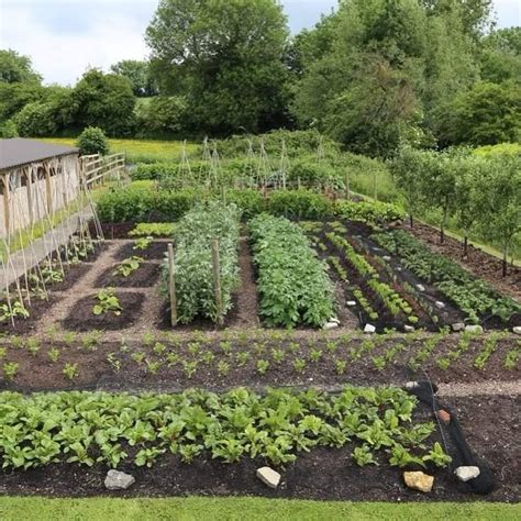 Вітаннячко Як умру то поховайте мене на городі Де на другий місяць літа щось нарешті