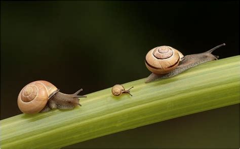 전주굿디자인 달팽이묘사 달팽이개체표현 연필소묘드로잉 정물소묘 연필드로잉 개체묘사 고려대 이대소묘드로 기초디자인 기초드로잉 연필소묘드로잉 정밀묘사 Artofit