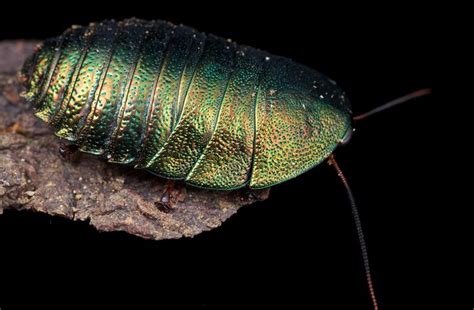 Iridescent Green Pill Cockroach Bugs And Insects Beautiful Bugs Cockroaches