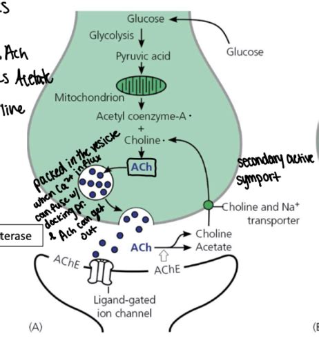 EXAM PHYS Flashcards Quizlet