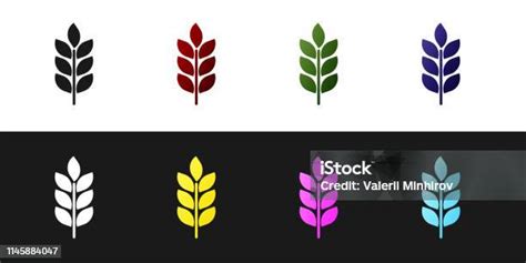 설정 시리얼 아이콘 쌀 밀 옥수수 귀리 호 밀 검은 색과 흰색 배경에 고립 된 보 리 아이콘을 설정 합니다 밀 빵 기호의 귀