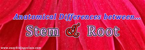 Difference Between Root And Stem Anatomy Easybiologyclass