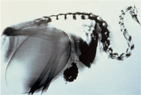 Chapter 11 Sex Causes And Consequences Flashcards Quizlet