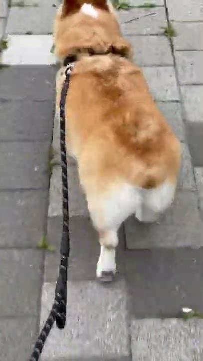 미용 후 웰시코기 엉덩이🔥 Youtube