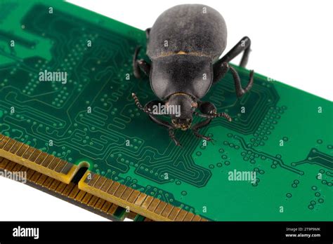 bug on pc memory circuit board computer error concept isolated on