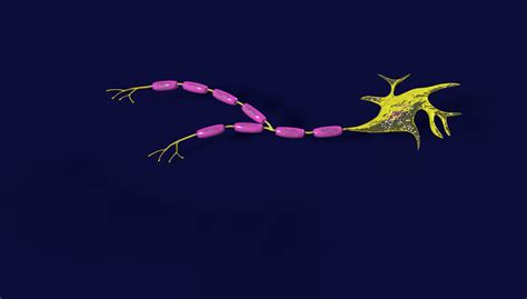Neuron Axon Parts Labelled Detail 3d Model Superhive Formerly Blender Market