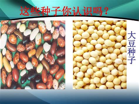 种子的结构讲课用word文档在线阅读与下载无忧文档