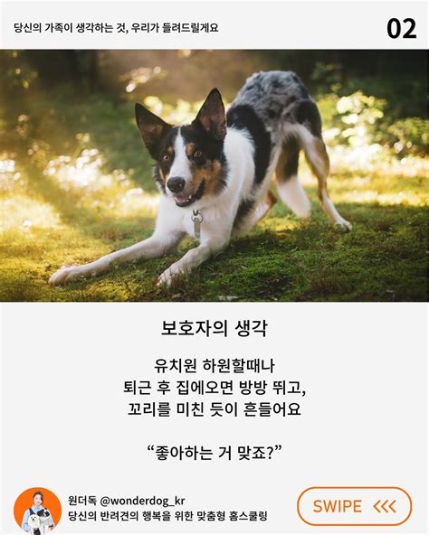 당신의 반려견의 행복을 위한 맞춤형 홈스쿨링 원더독 💙좋아요를 누르면 강아지가 행복해져요 제가 키우던 비숑도 분리불안이 심했어요 매사에 흥분도도 높았구요 퇴근 후